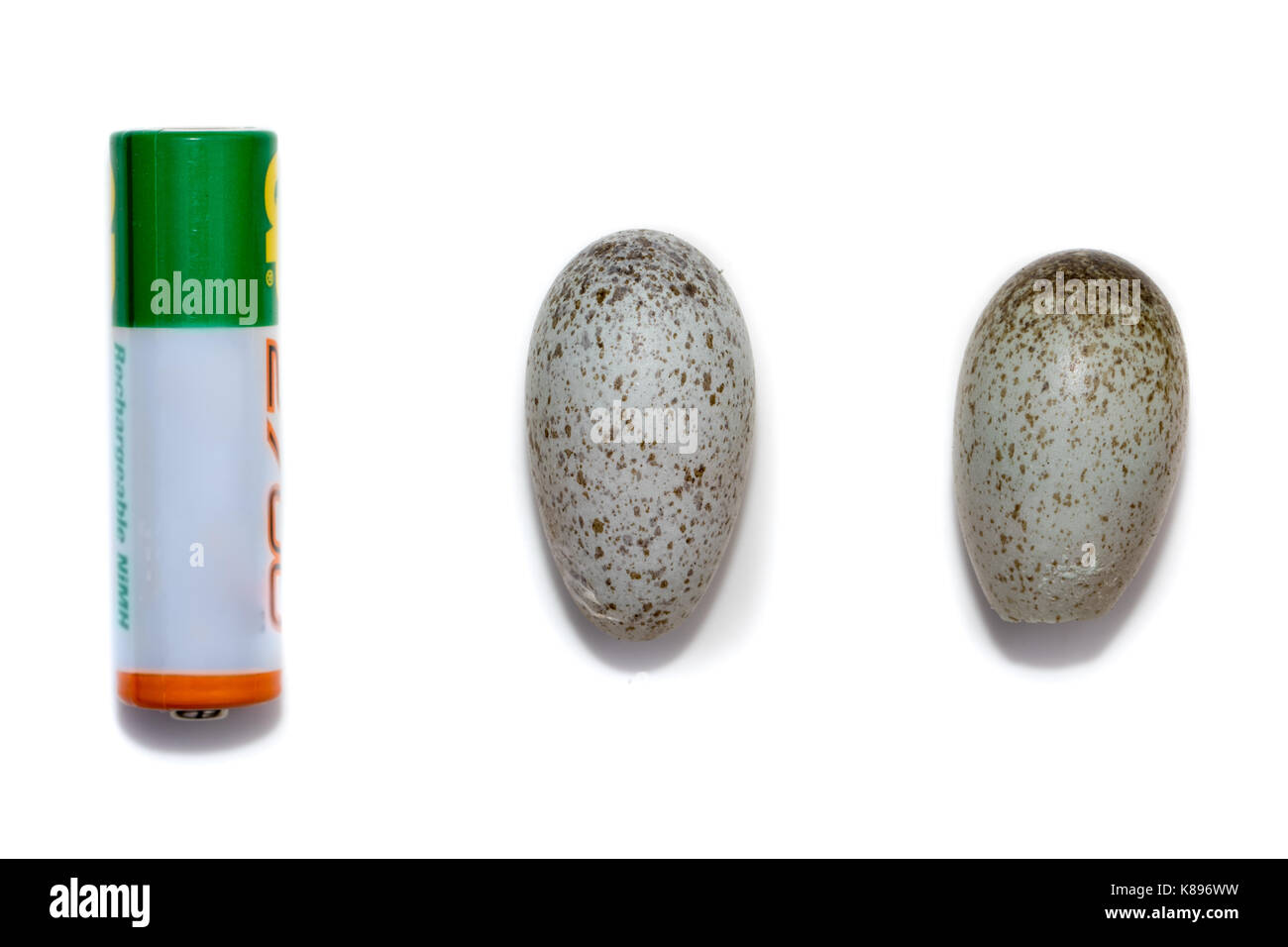 Magpie egg hi-res stock photography and images - Alamy