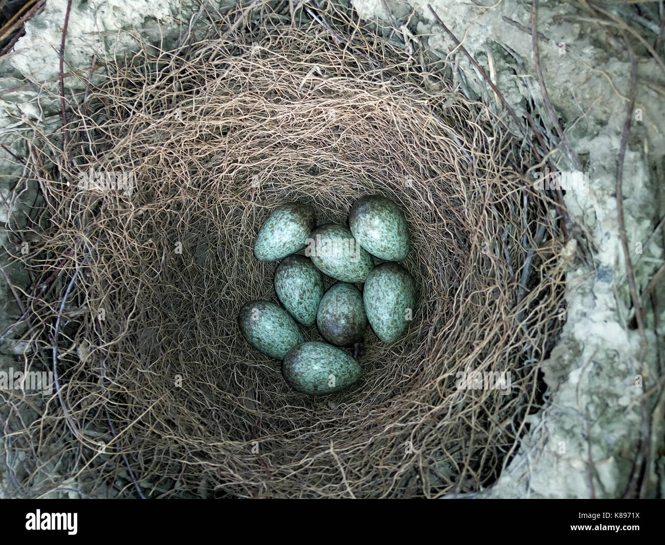 Magpie nest hi-res stock photography and images - Alamy