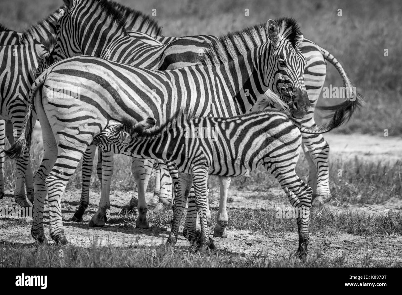 Zebra calf suckling from his mother in black and white in the Chobe ...