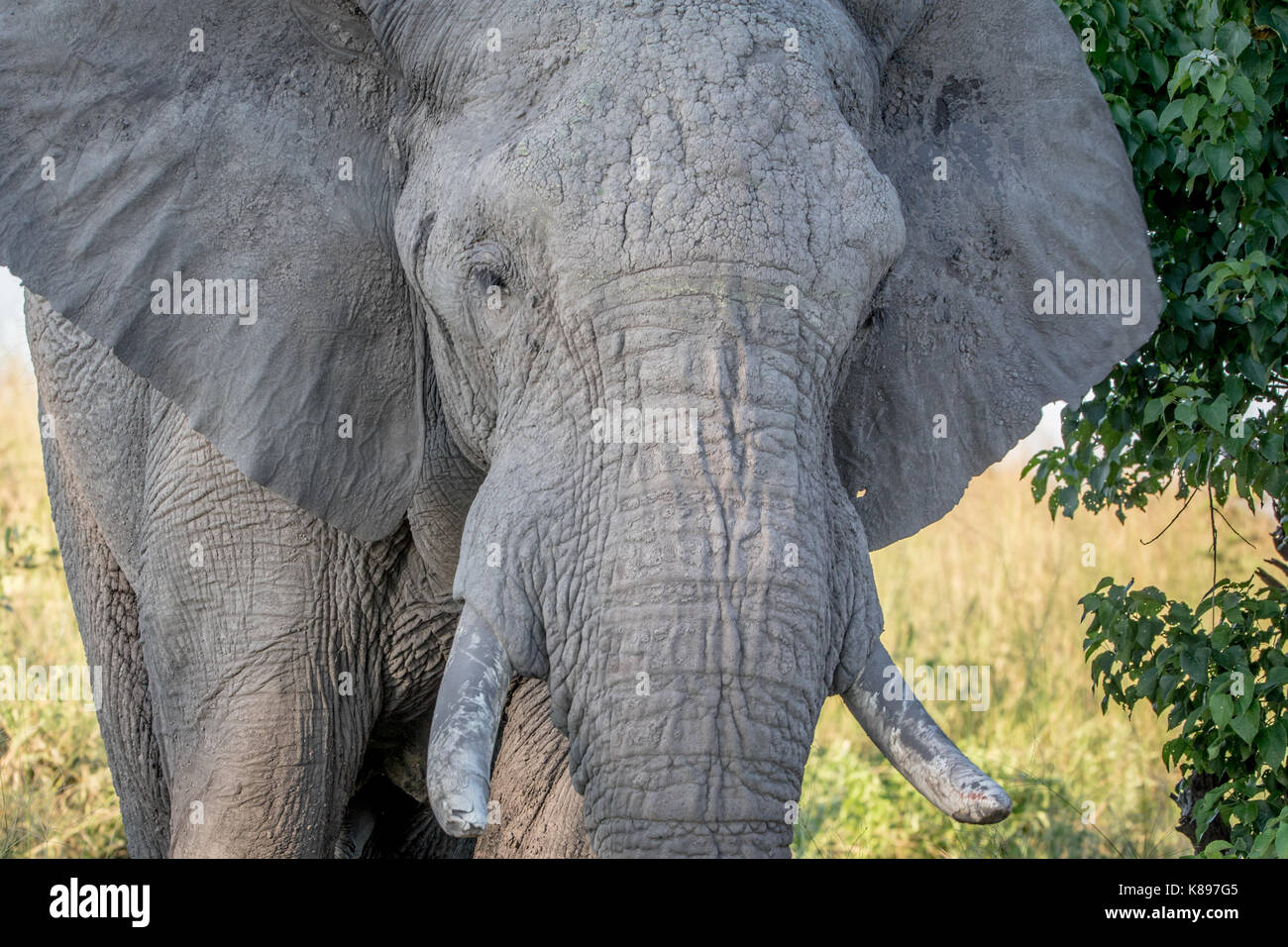 Close up of an old Elephant bull in the Chobe National Park, Botswana ...