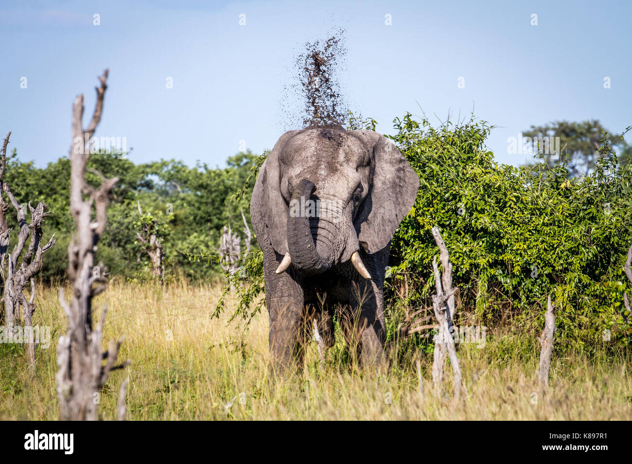Elephant taking a throwing mud on his back in the Chobe National Park ...