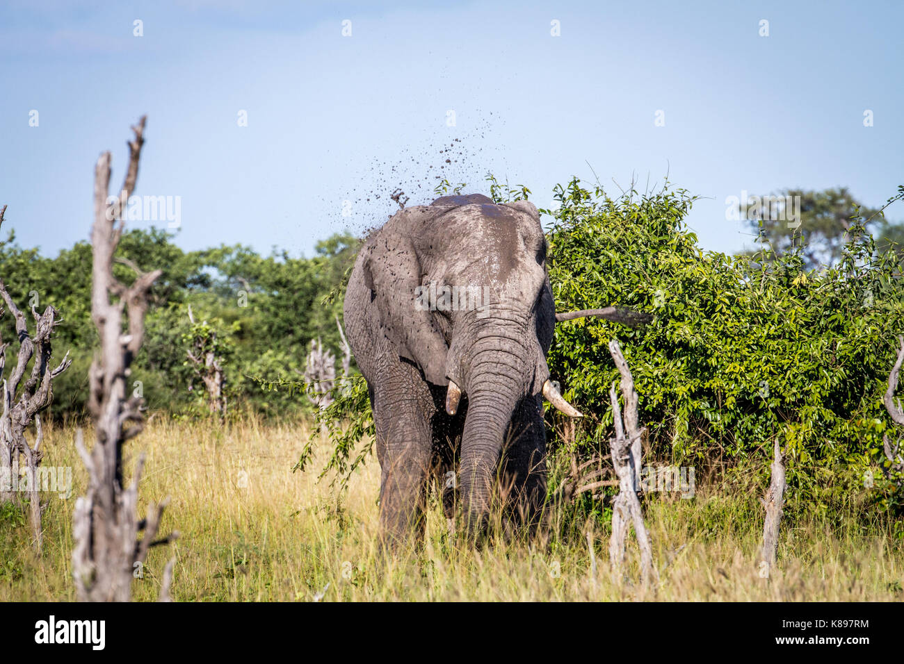 Elephant taking a throwing mud on his back in the Chobe National Park ...