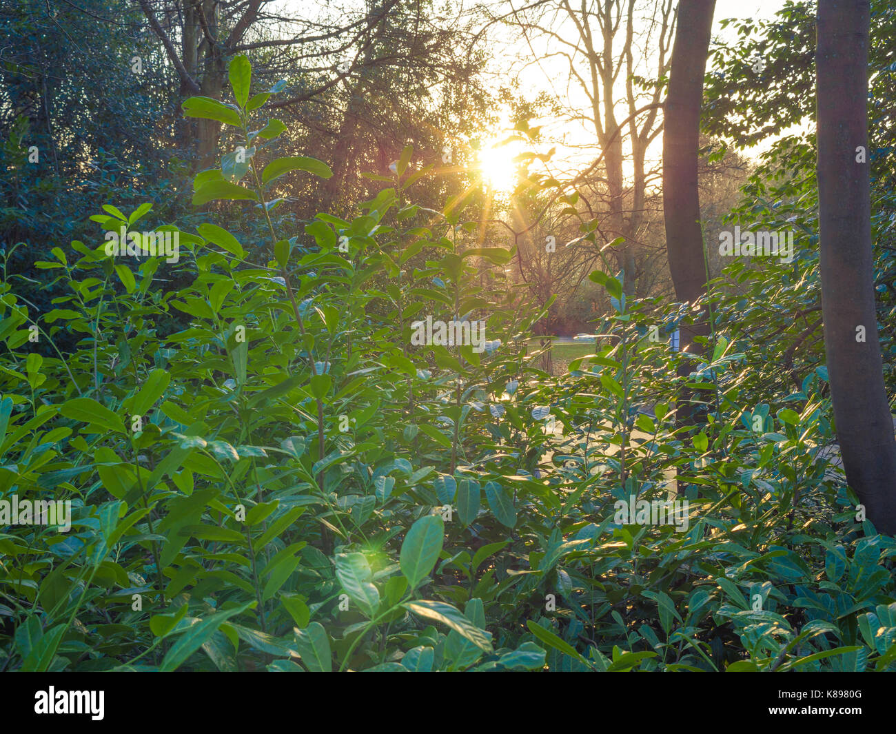countryside morning sunrise,Northern Ireland Stock Photo - Alamy