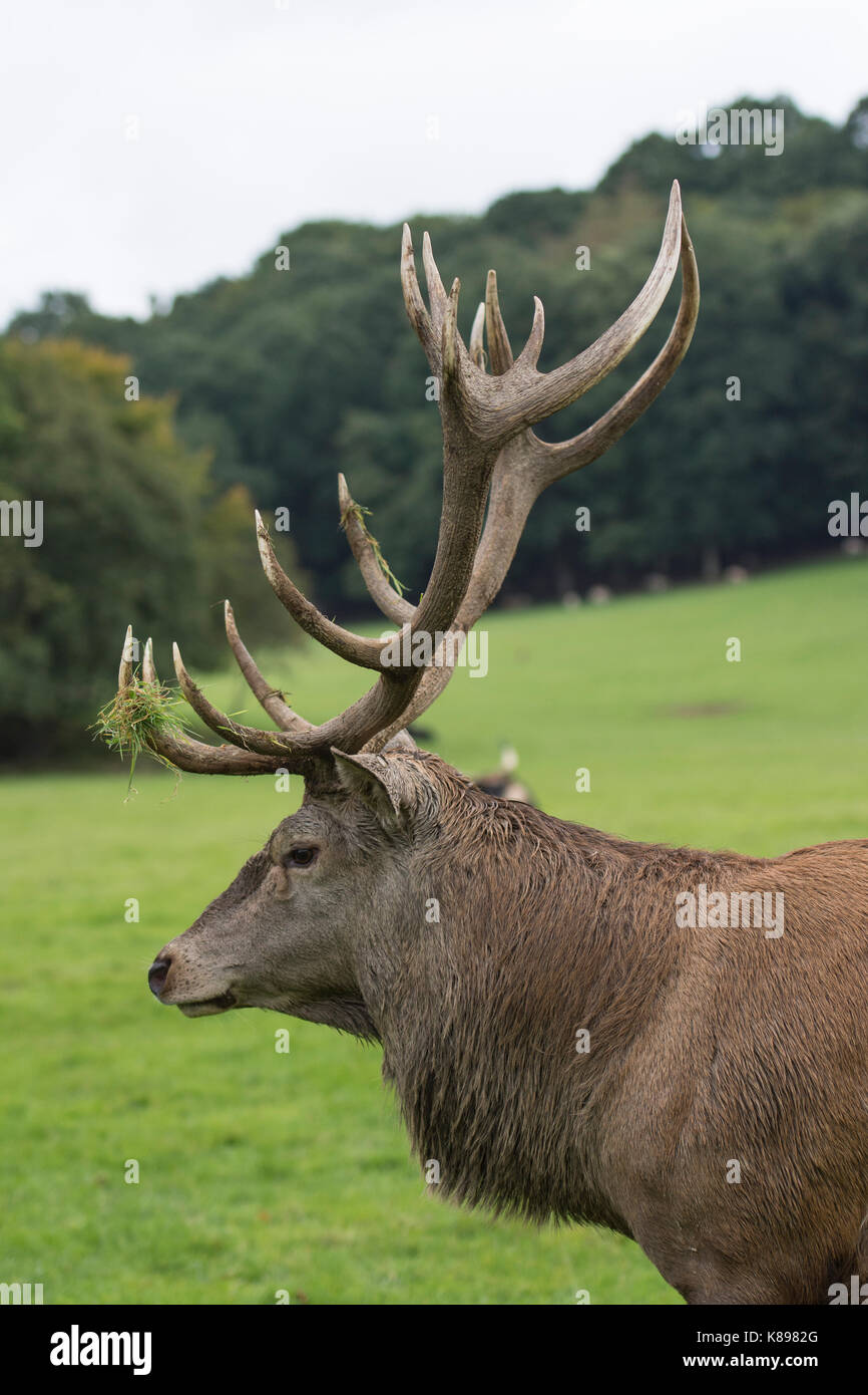 Uk deer one antler hi-res stock photography and images - Alamy