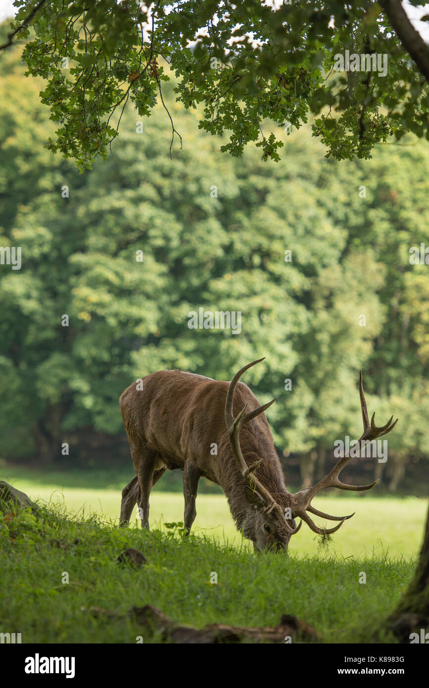 Red deer scotland buck hi-res stock photography and images - Alamy