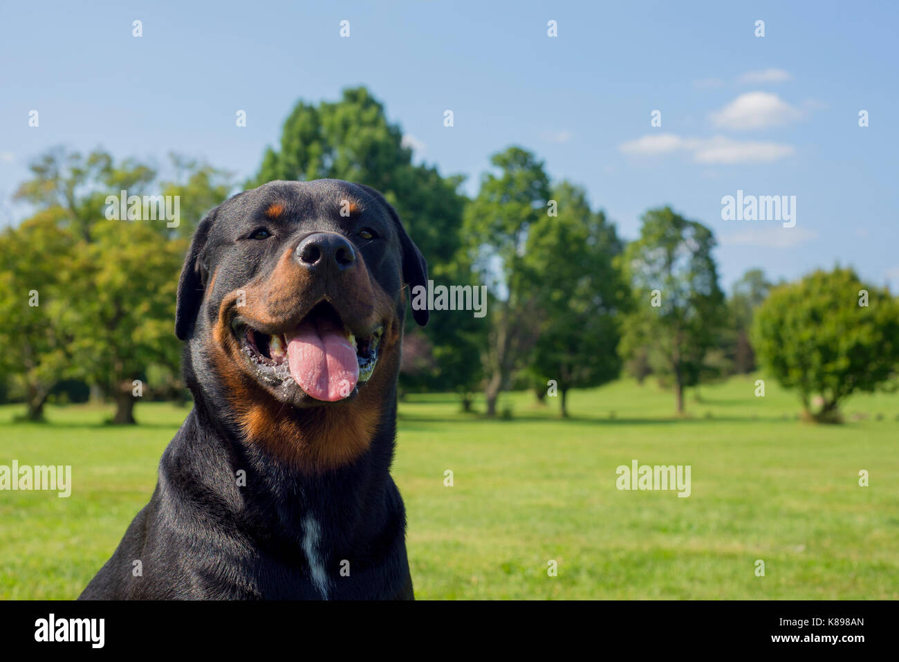 Adult rottweiler hi-res stock photography and images - Alamy