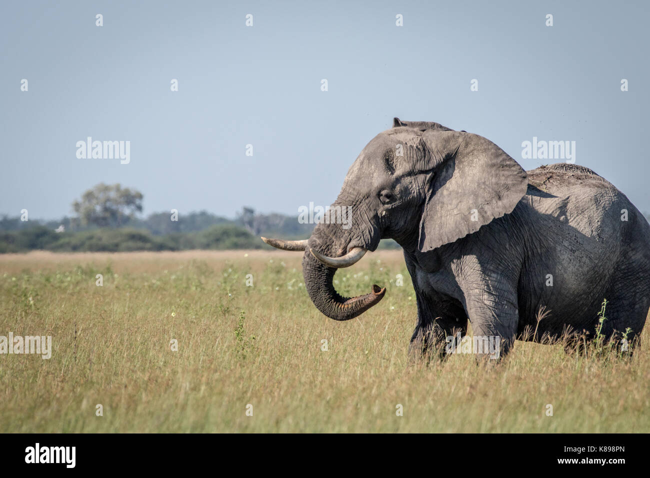 Big Elephant bull showing some attitude in the Chobe National Park ...
