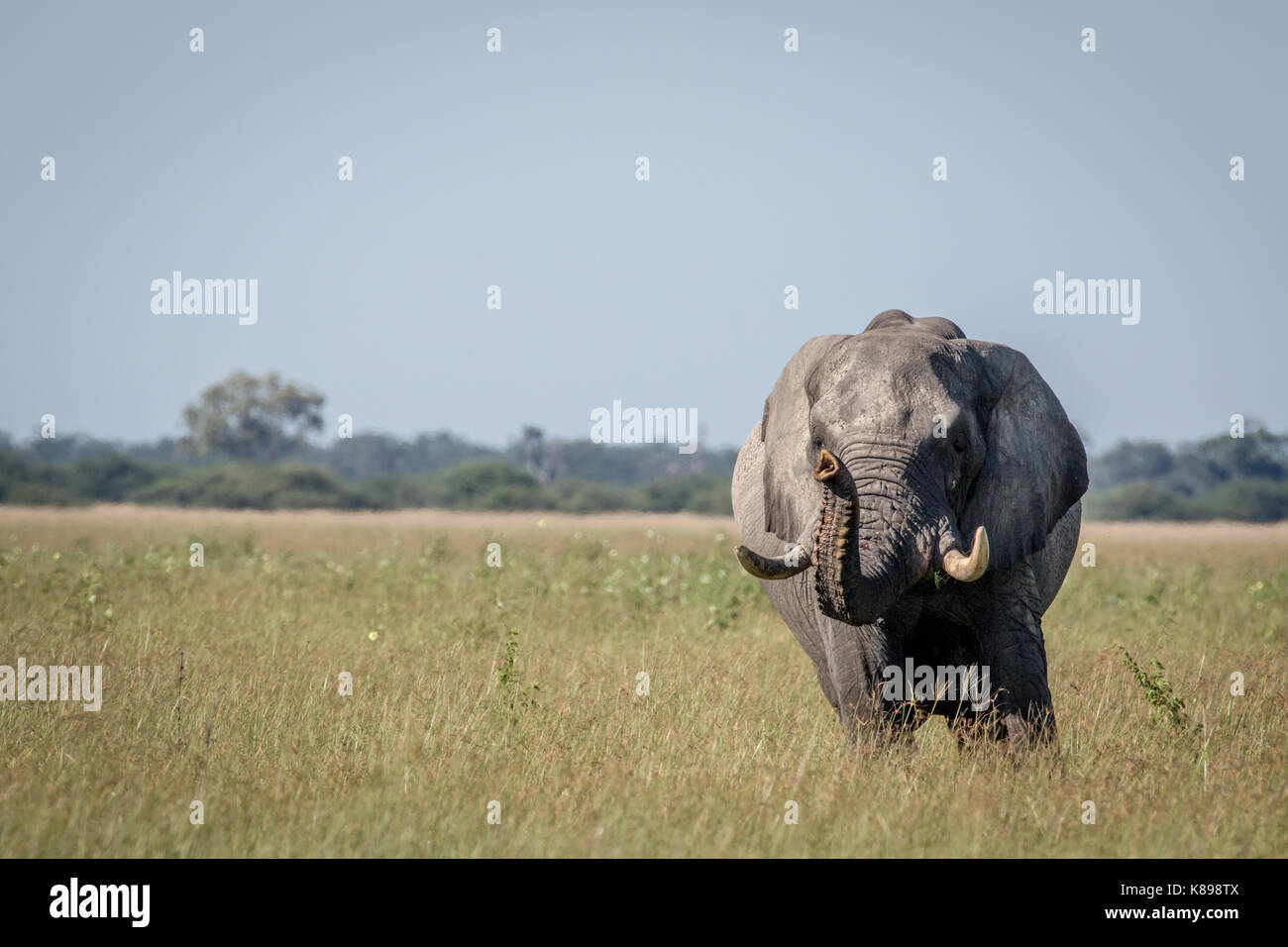 Big Elephant bull stretching his trunk in the Chobe National Park ...