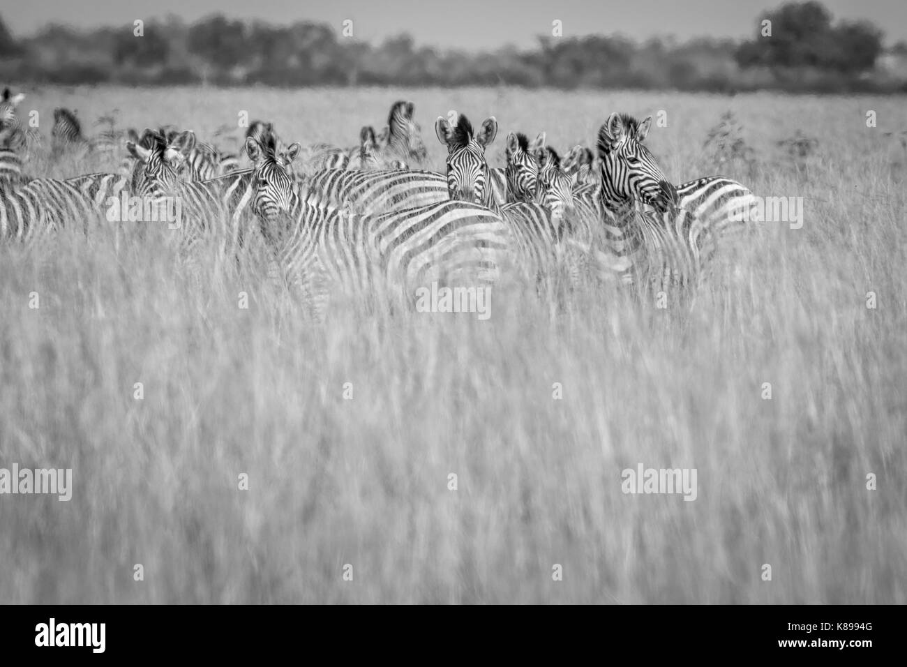 Zebra in high grass Black and White Stock Photos & Images - Alamy