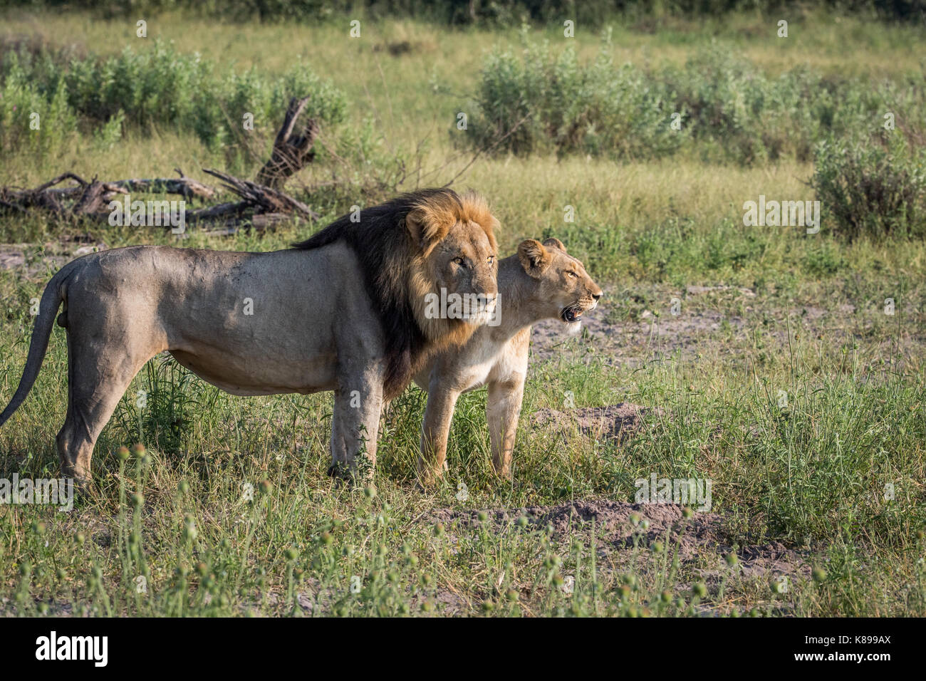 Lion mating couple standing in the grass in the Chobe National Park ...