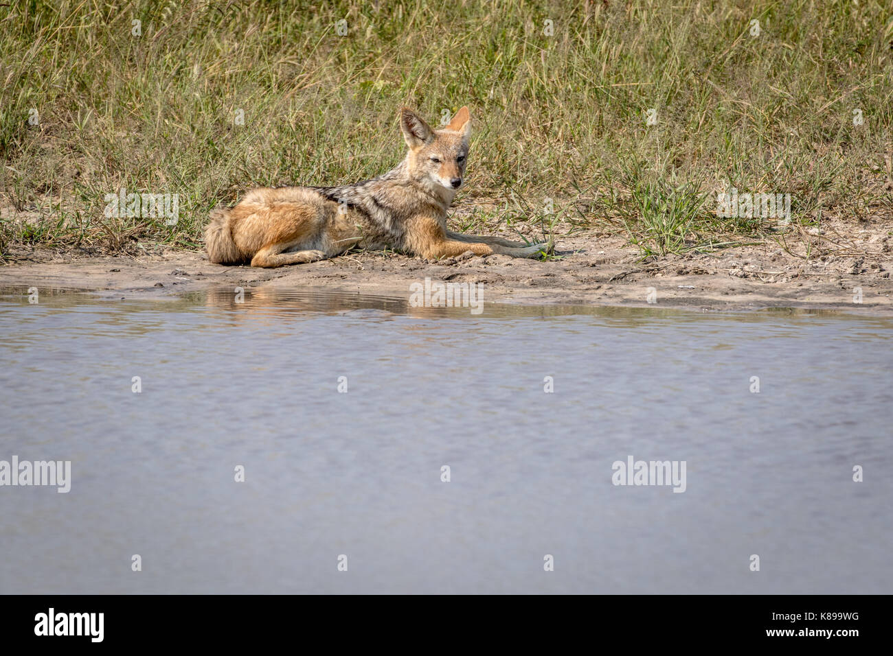 Black-backed jackal resting next to the water in the Chobe National ...