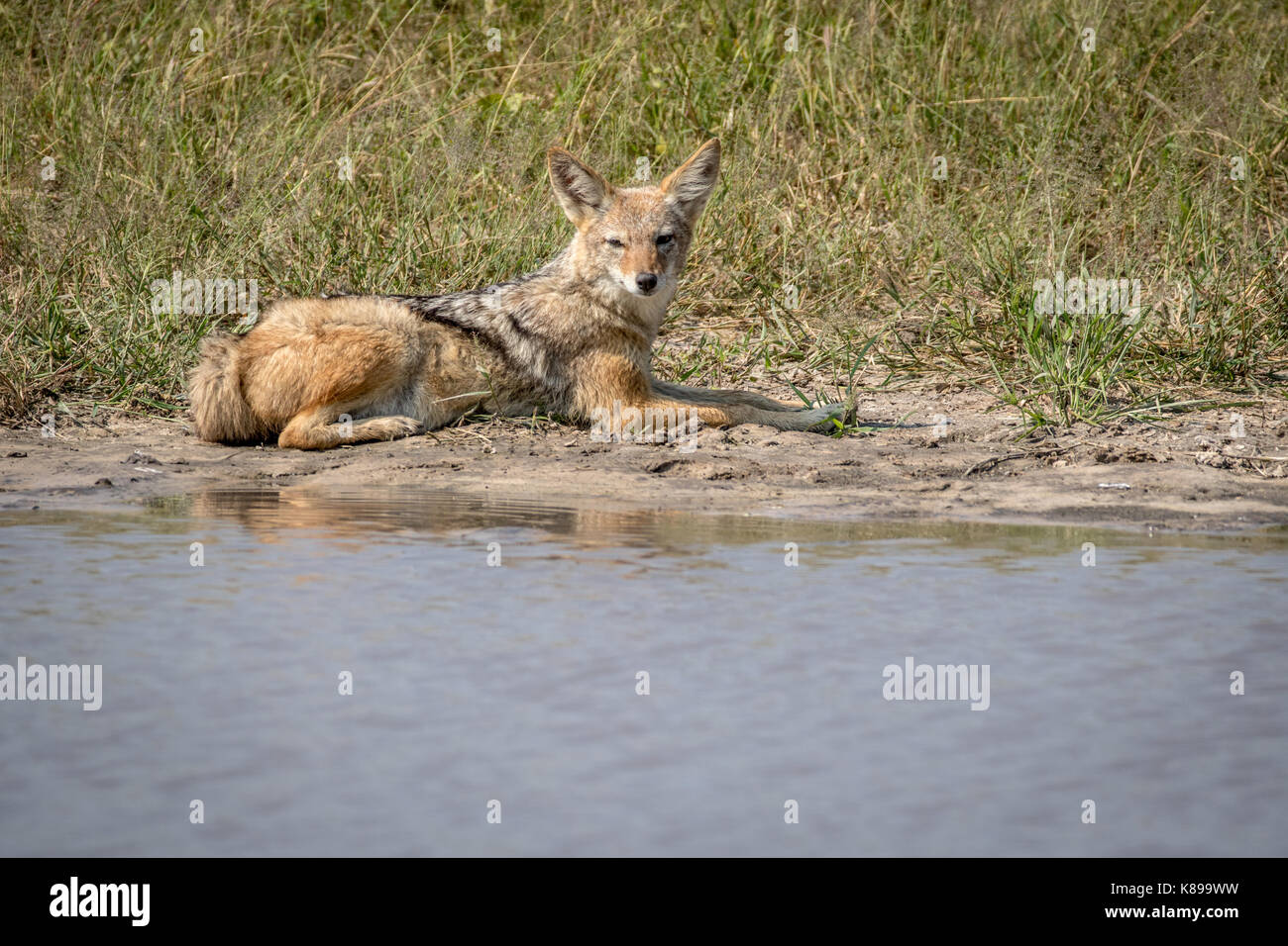 Dog resting in park next hi-res stock photography and images - Alamy