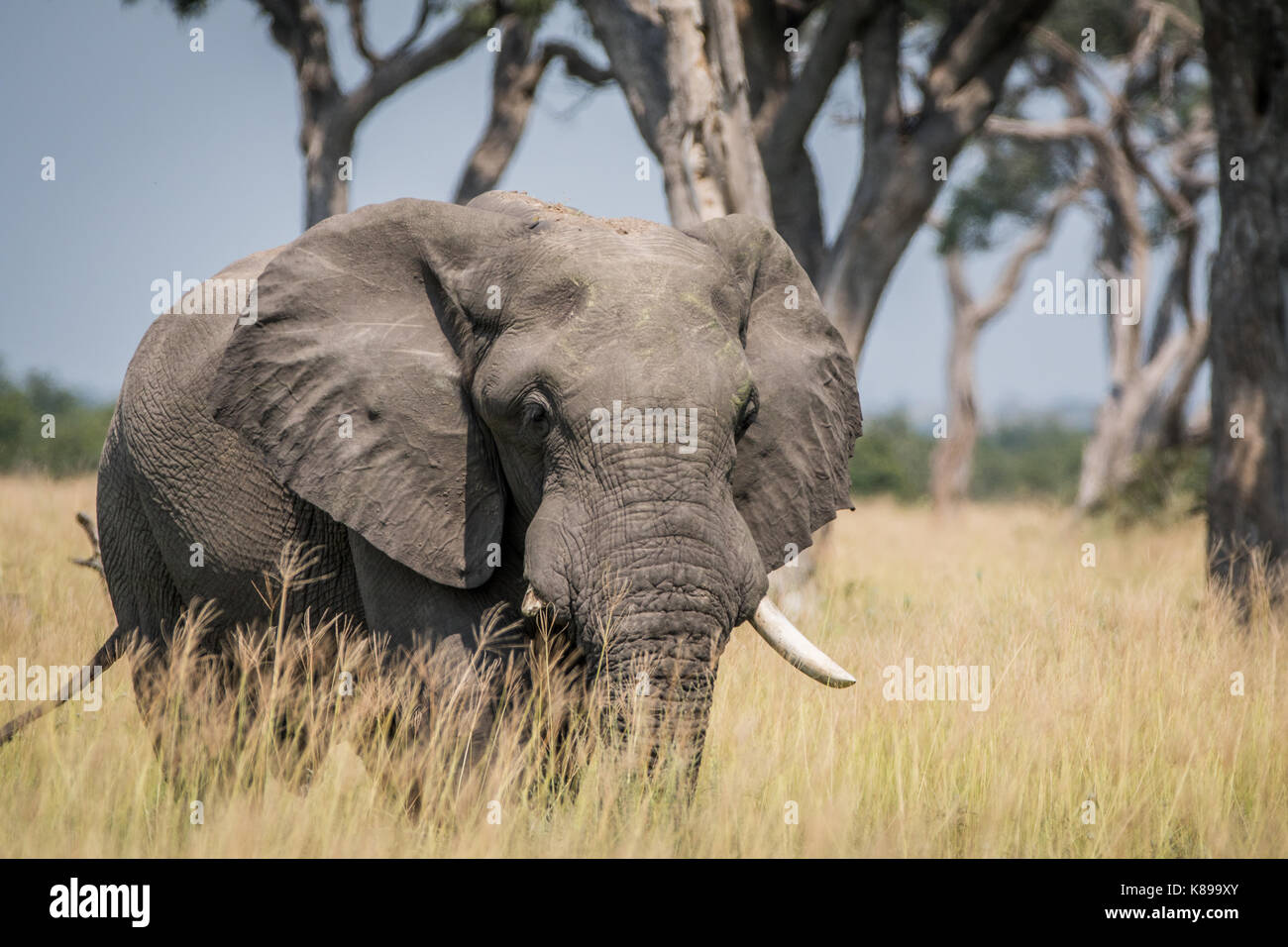 Big Elephant bull standing in the high grass in the Chobe National Park ...