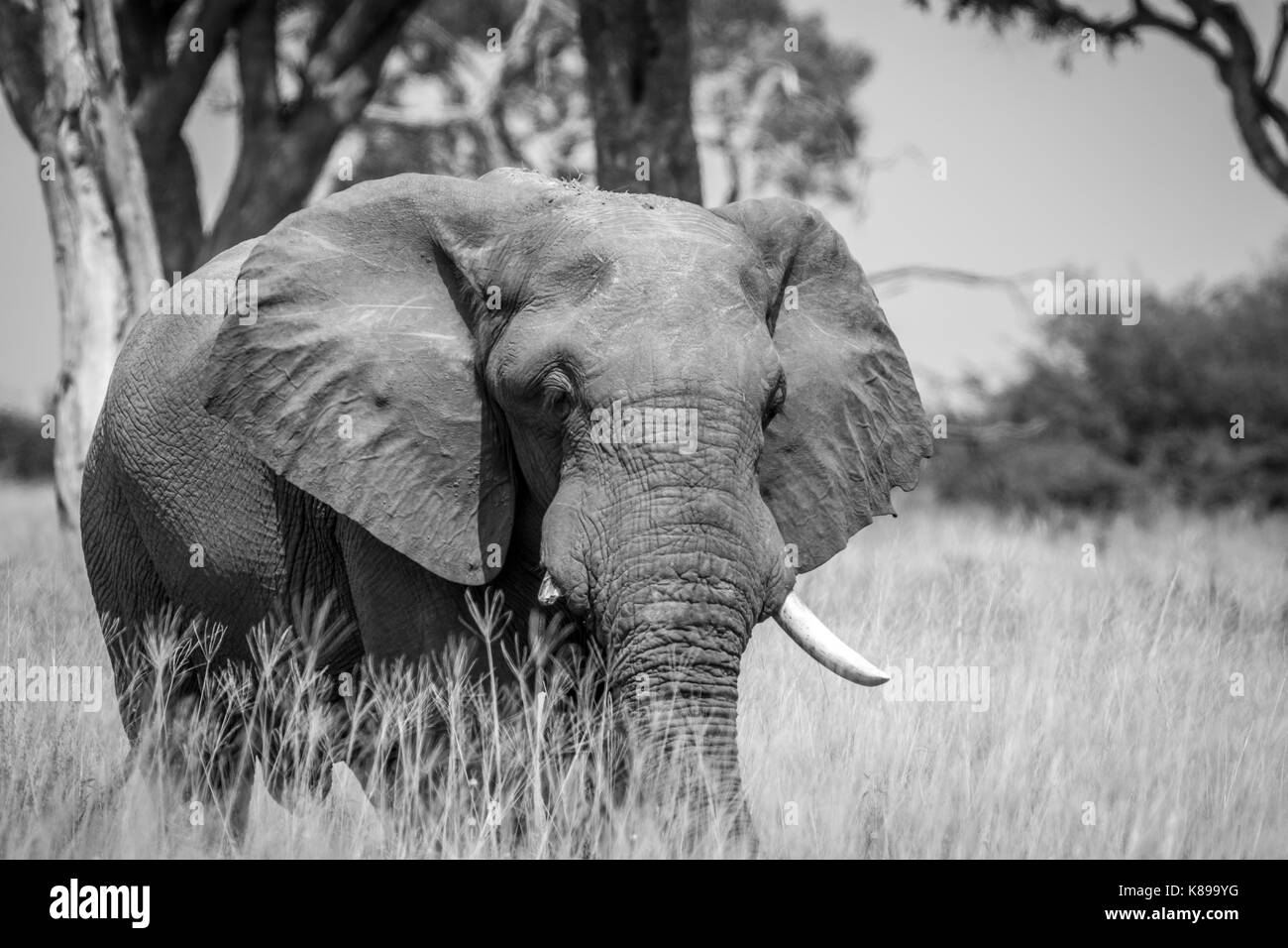 Large bull african elephant Black and White Stock Photos & Images - Alamy
