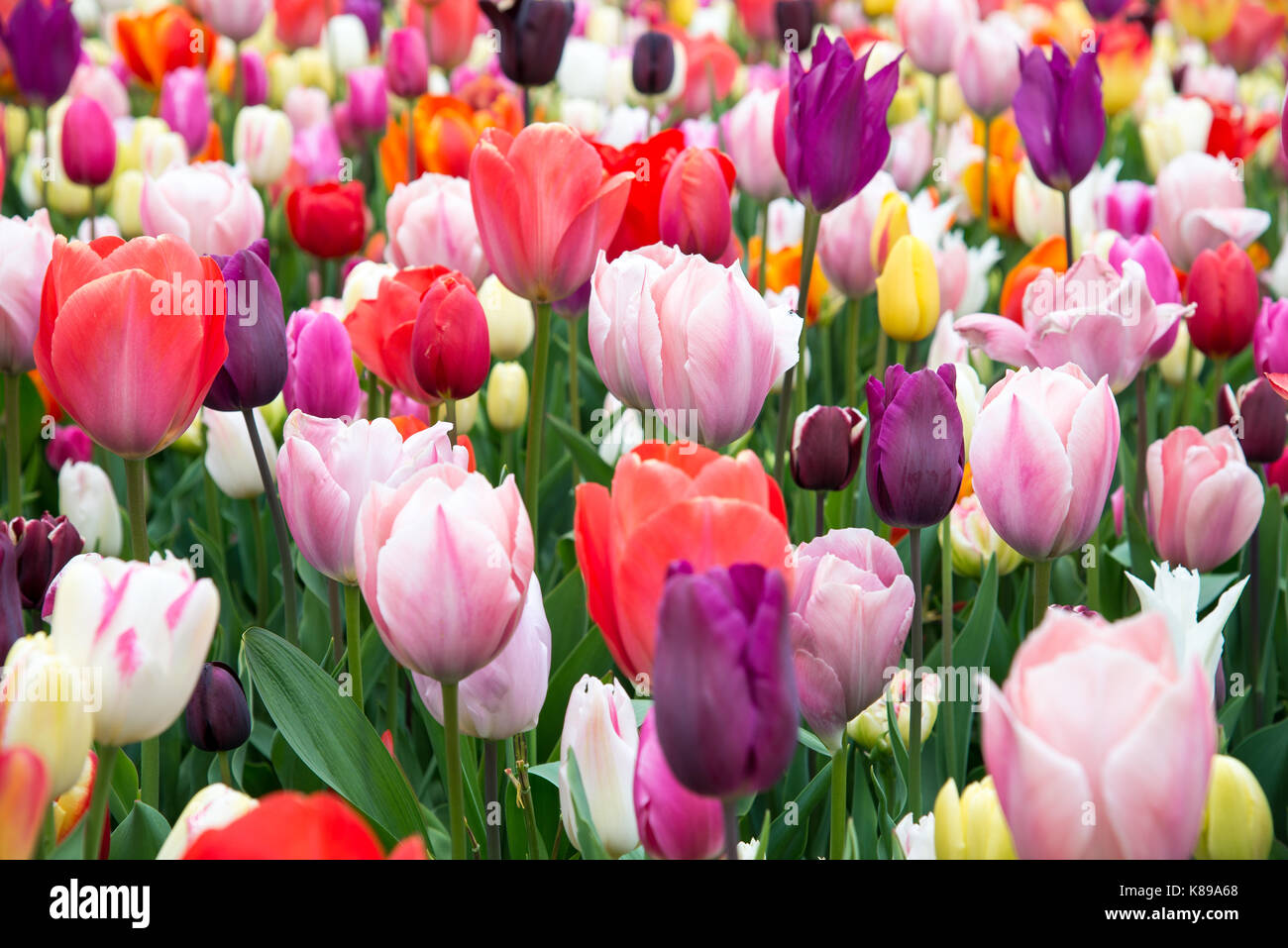 Colorful tulips in the park. Spring landscape Stock Photo - Alamy