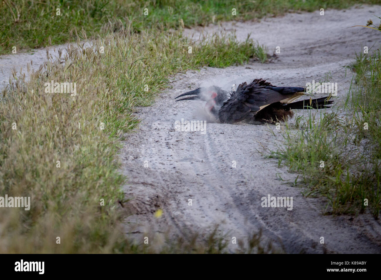 Southern ground hornbill taking a dust bath in the Chobe National Park ...