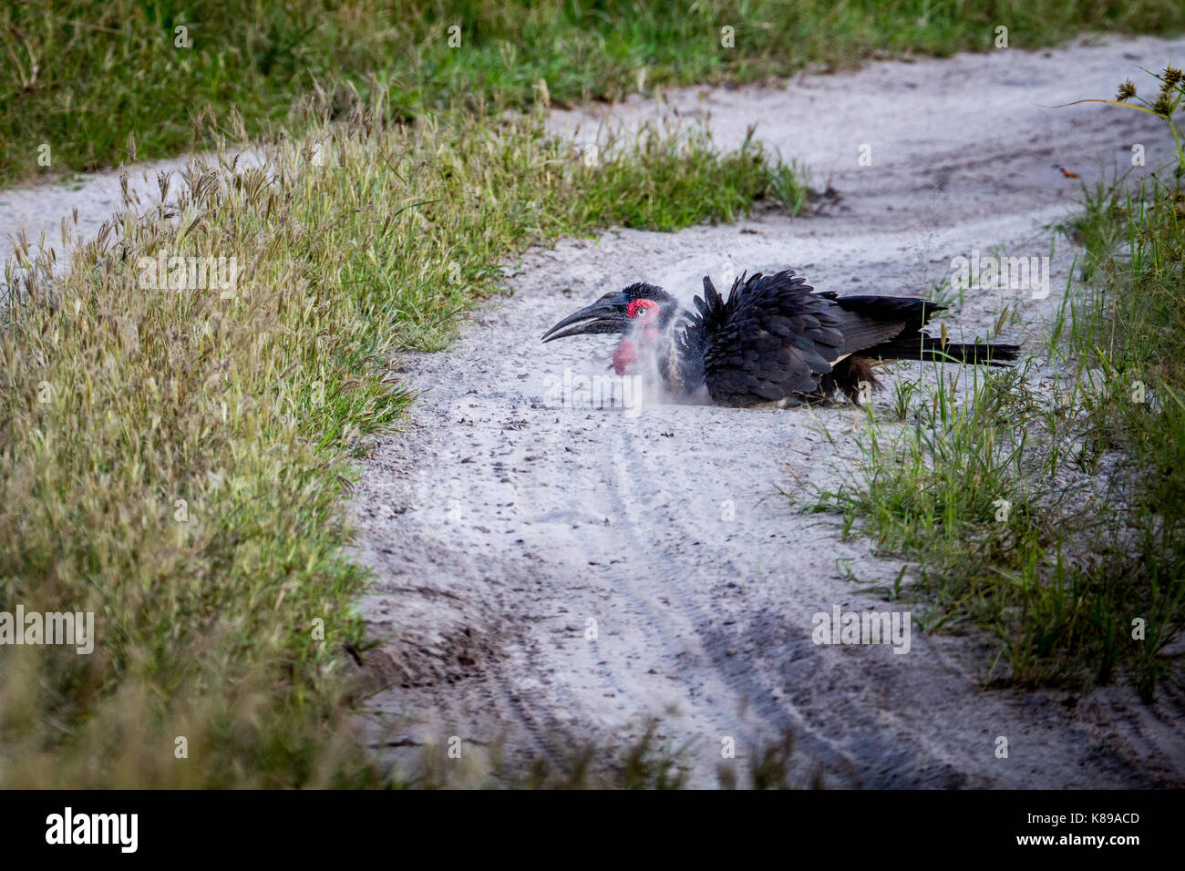 Southern ground hornbill taking a dust bath in the Chobe National Park ...