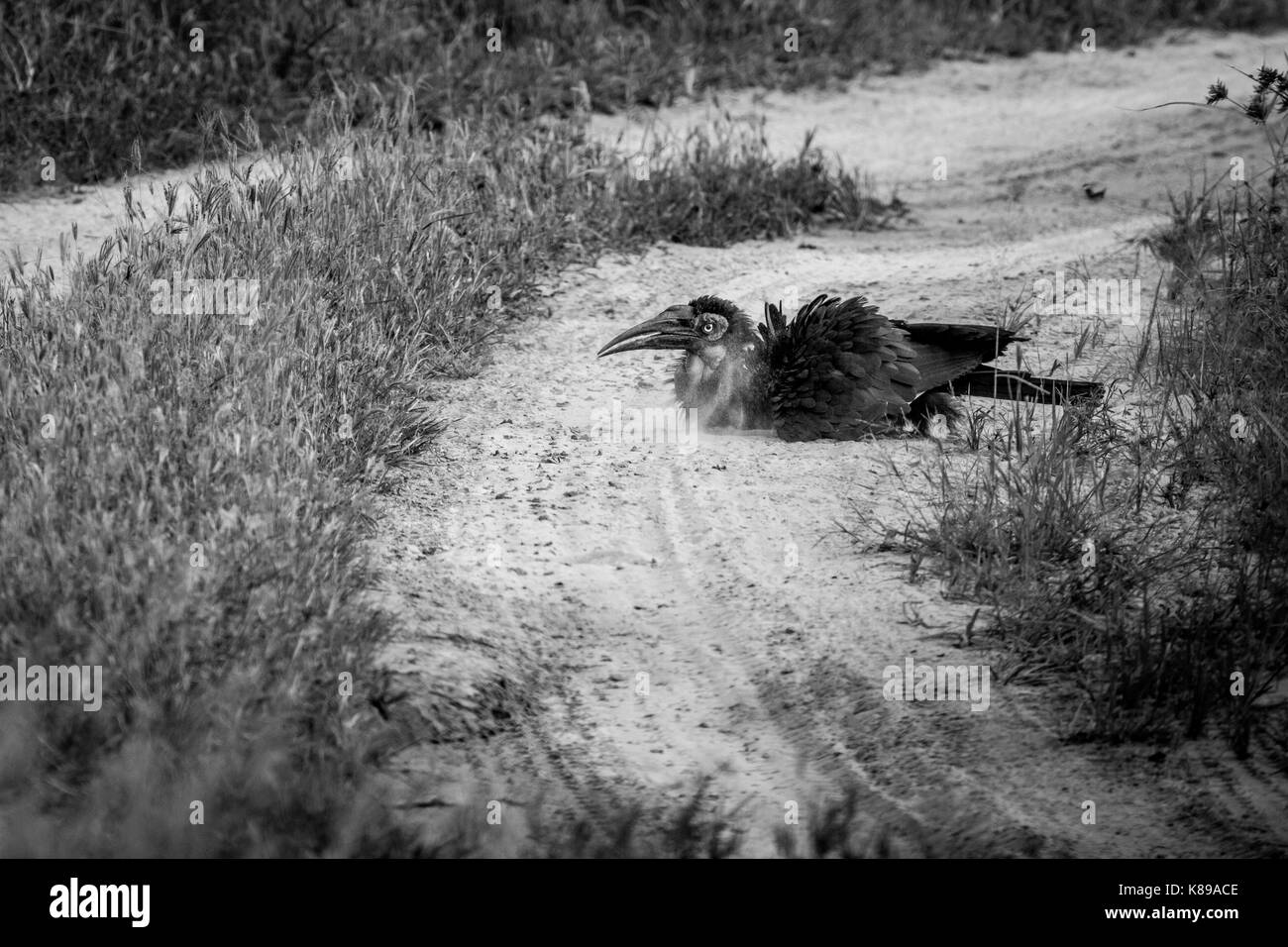 Southern ground hornbill taking a dust bath in black and white in the ...