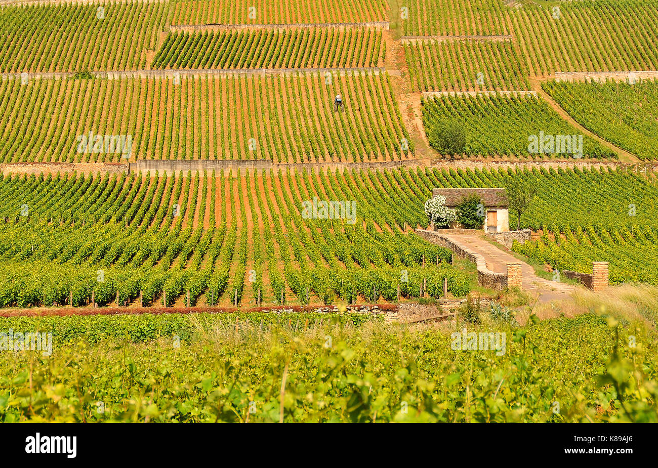 Bourgogne vineyard hi-res stock photography and images - Alamy