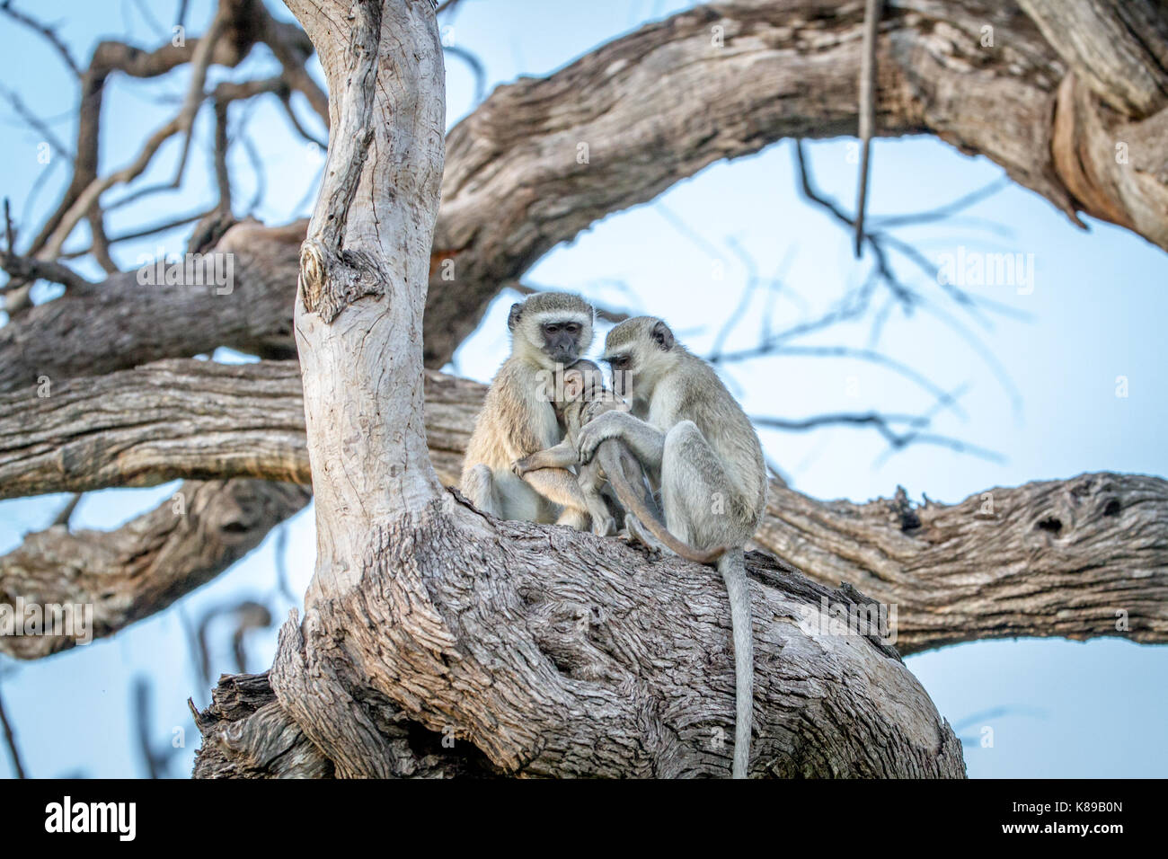 Kruger national park funny monkeys hi-res stock photography and images ...