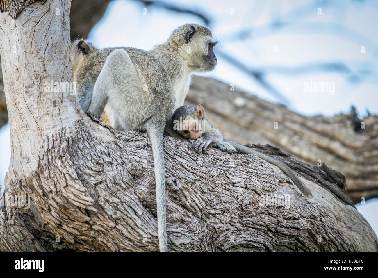 Vervet monkey family sitting hi-res stock photography and images - Alamy