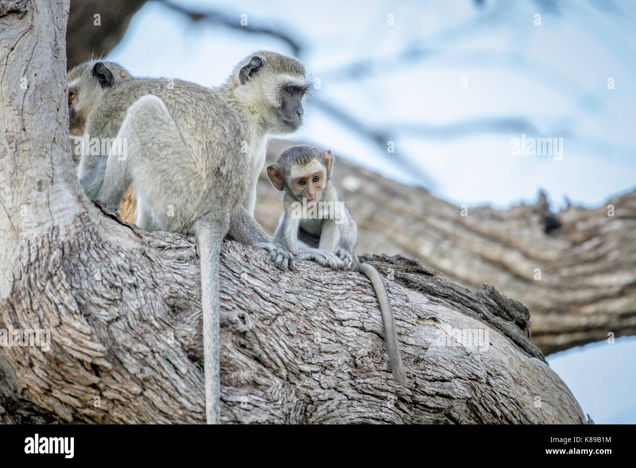 Family of Vervet monkeys sitting in a tree in the Chobe National Park ...