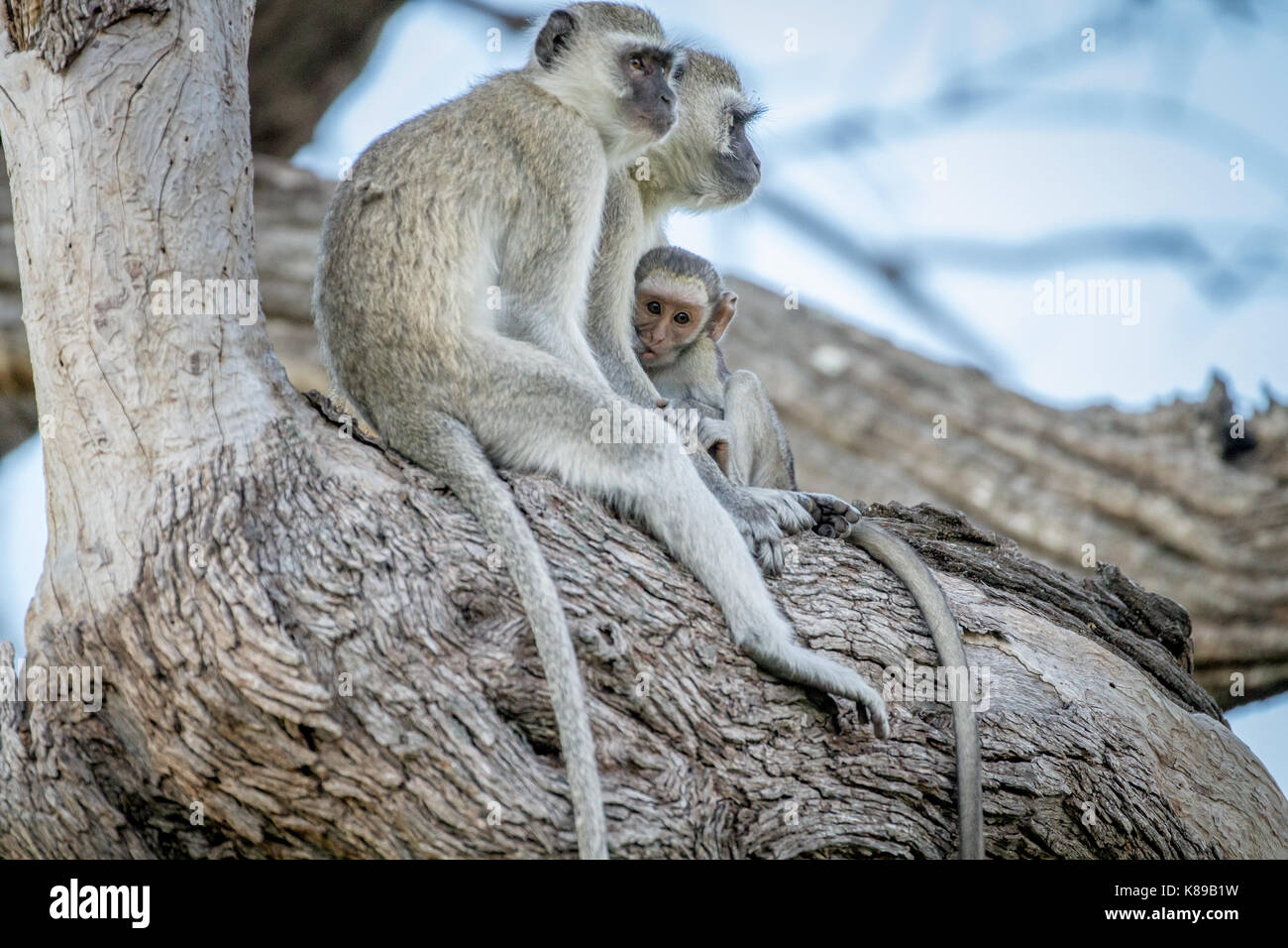 Botswana wildlife vervet monkey hi-res stock photography and images - Alamy