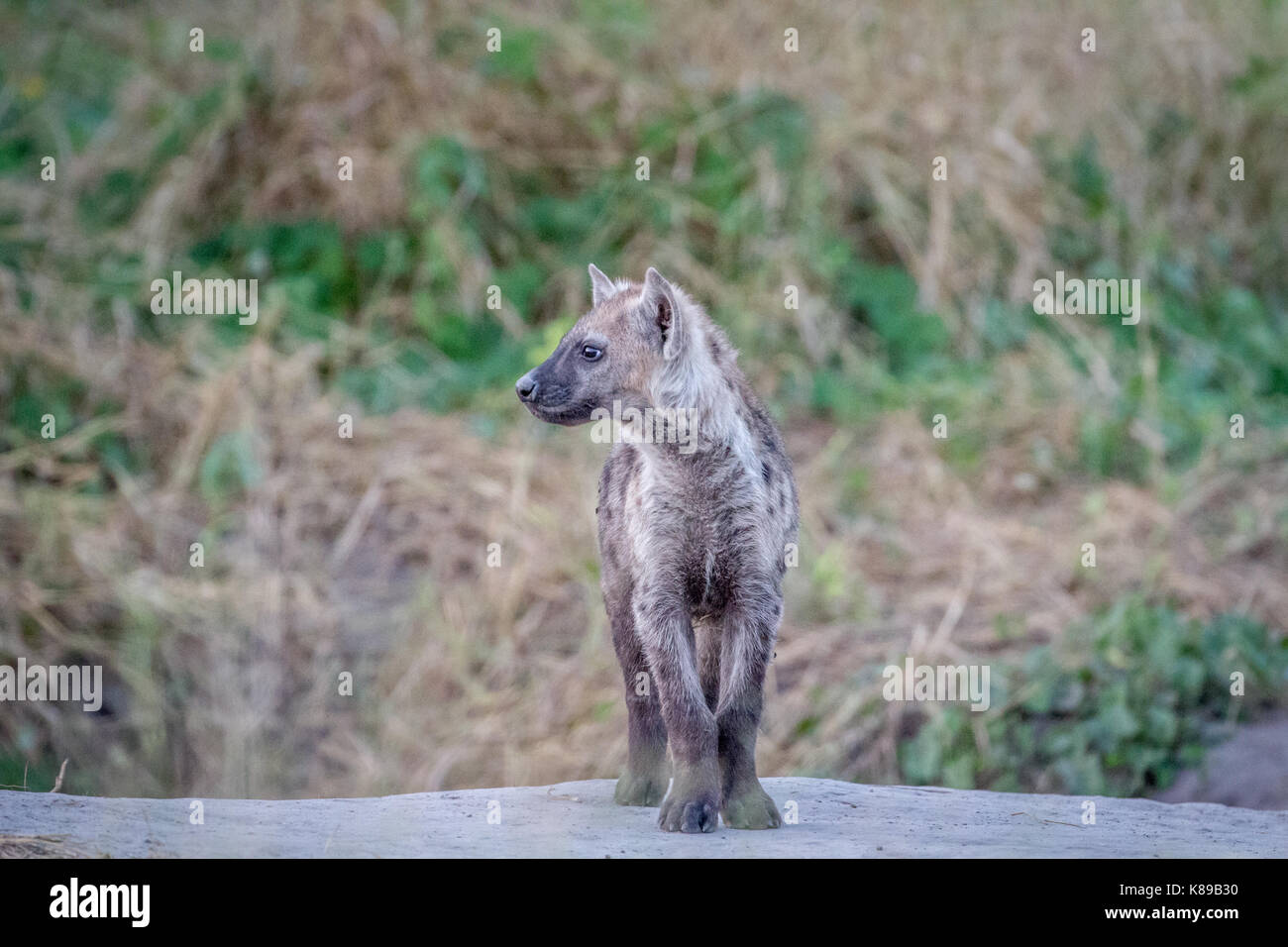 Hyena side profile hi-res stock photography and images - Alamy