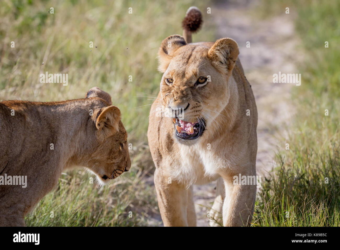 Grumpy lion hi-res stock photography and images - Alamy