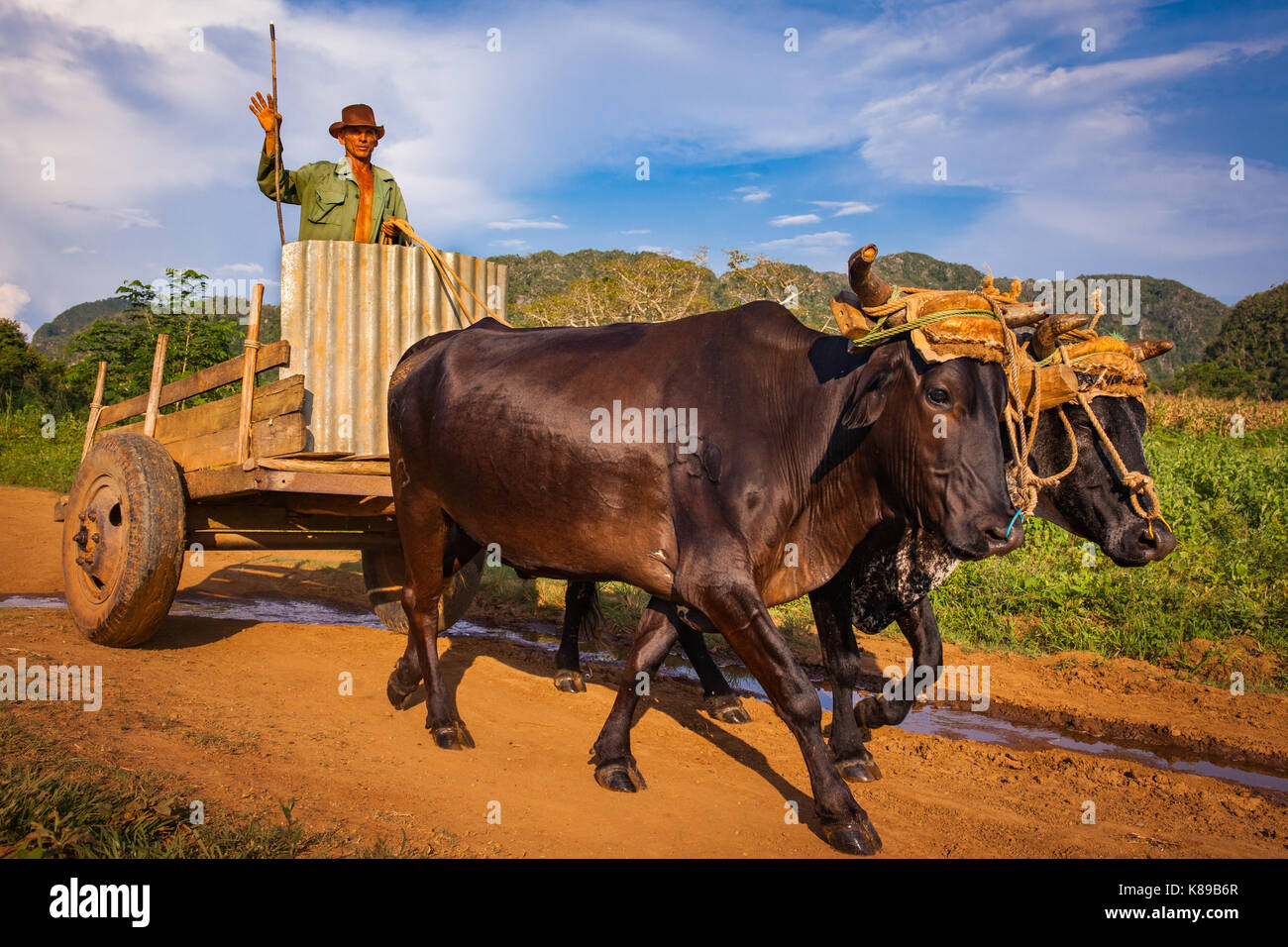 Oxen drawn cart hi-res stock photography and images - Alamy