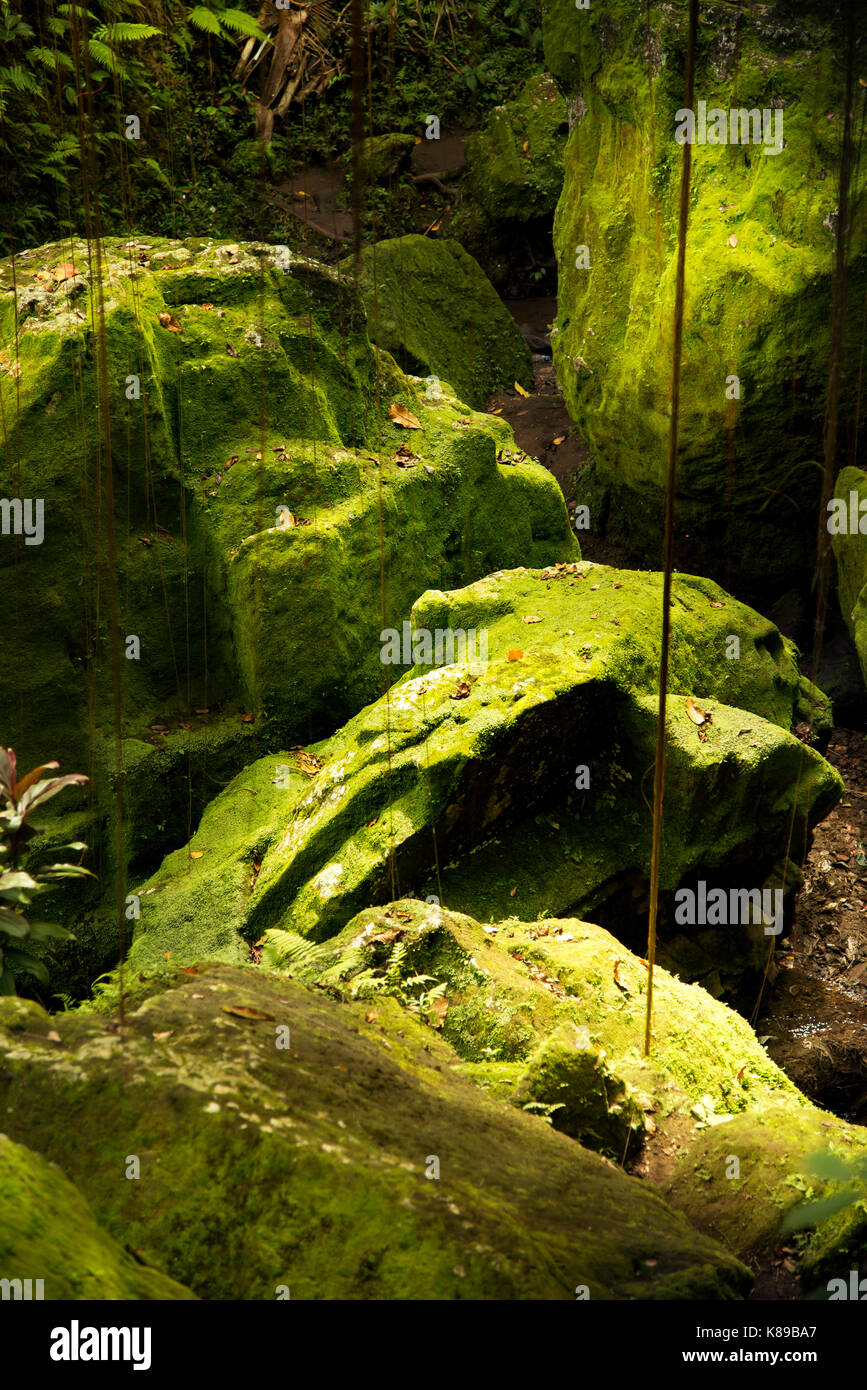 Rocks with moss at Tropical rain forest in Indonesia Bali Stock Photo ...