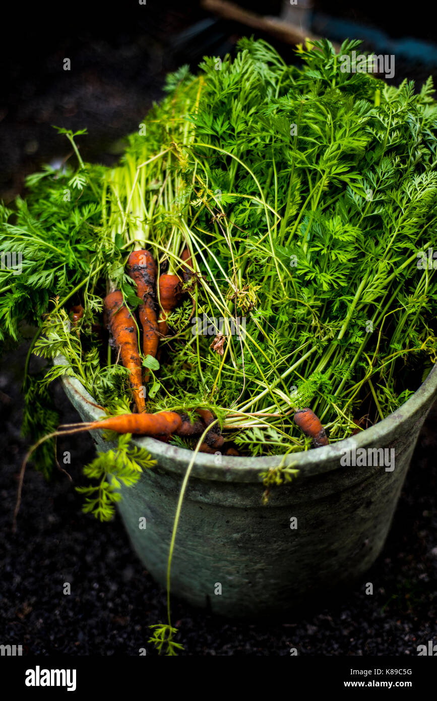 Growing carrots bucket hi-res stock photography and images - Alamy