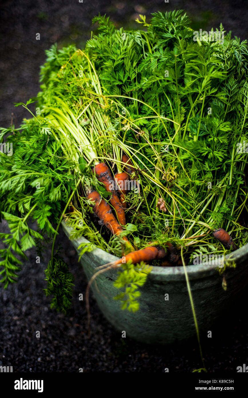 Growing carrots bucket hi-res stock photography and images - Alamy