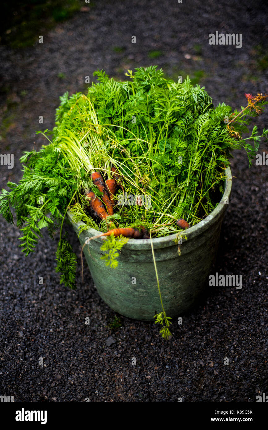 Growing carrots bucket hi-res stock photography and images - Alamy