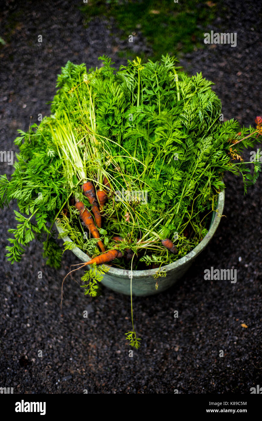 Growing carrots bucket hi-res stock photography and images - Alamy