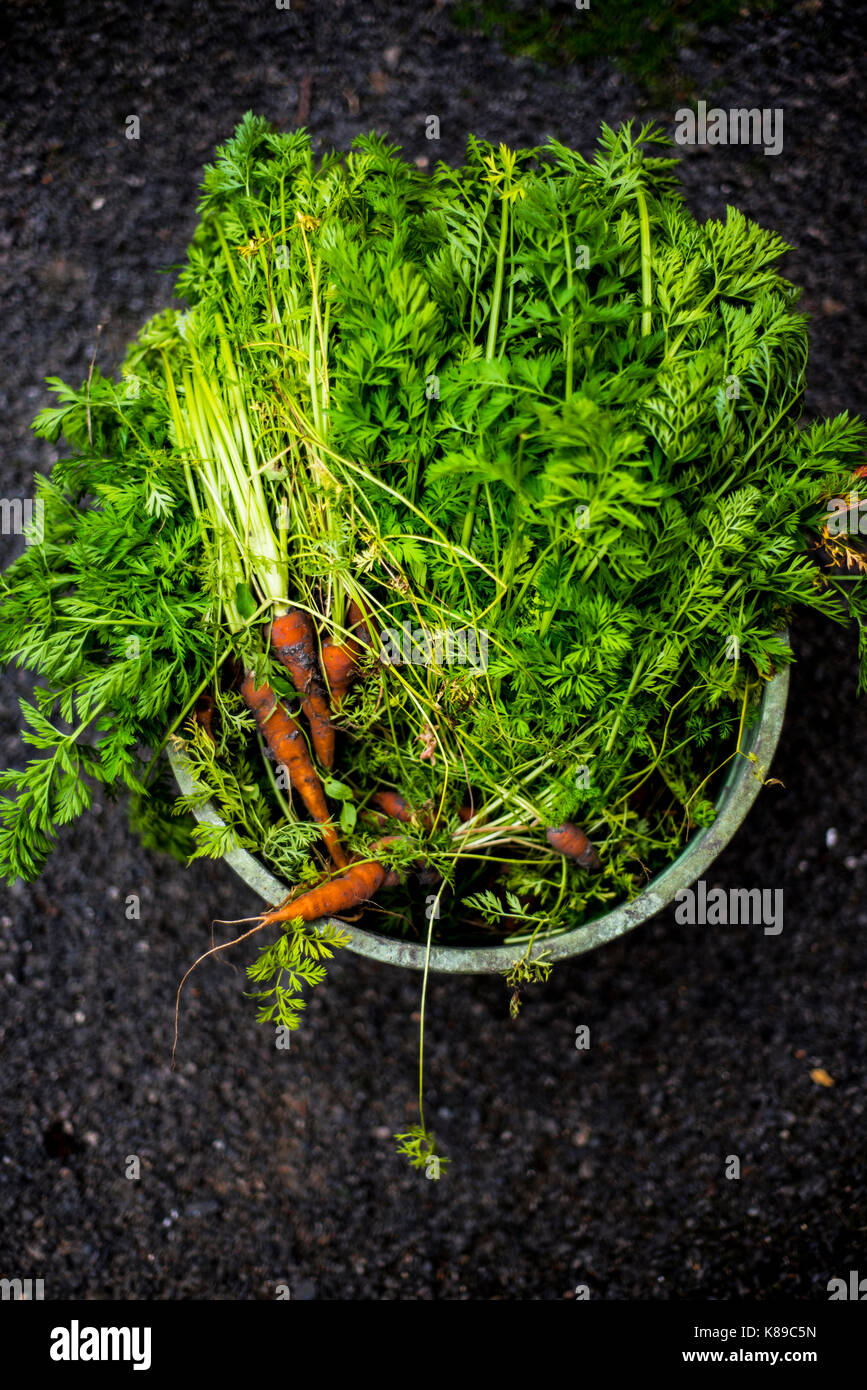 Growing carrots bucket hi-res stock photography and images - Alamy