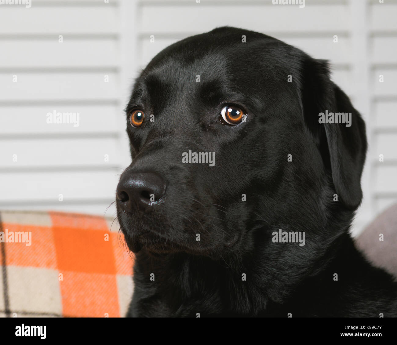 Black labrador retriever with brown eyes hi-res stock photography and ...