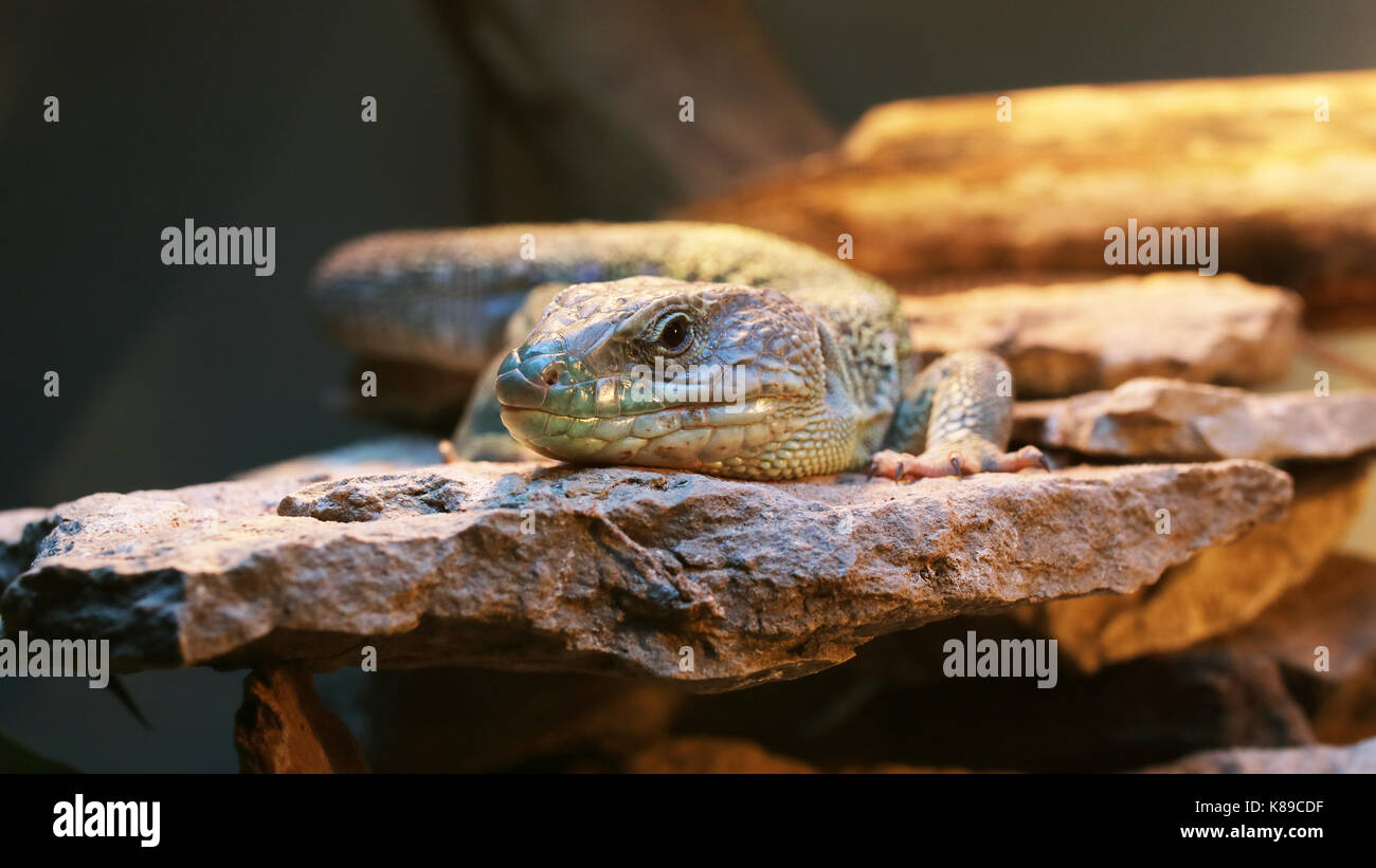 Timon lepida hi-res stock photography and images - Alamy