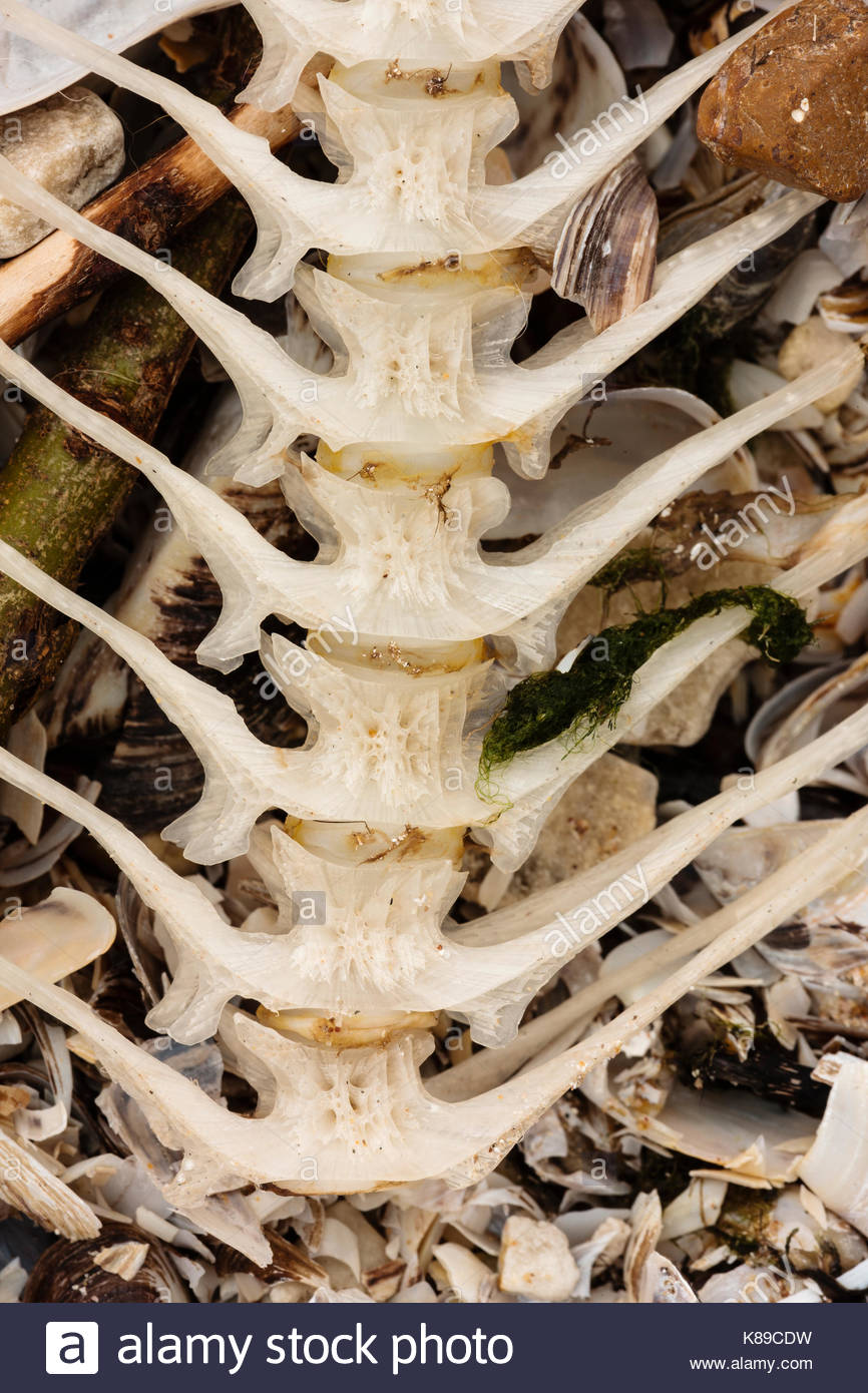 Skeleton Of Salmon Stock Photos & Skeleton Of Salmon Stock Images - Alamy