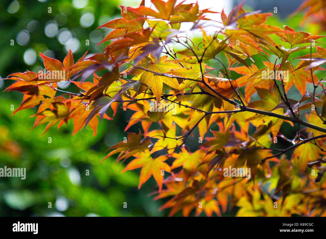 Japanese maple autumn hi-res stock photography and images - Alamy