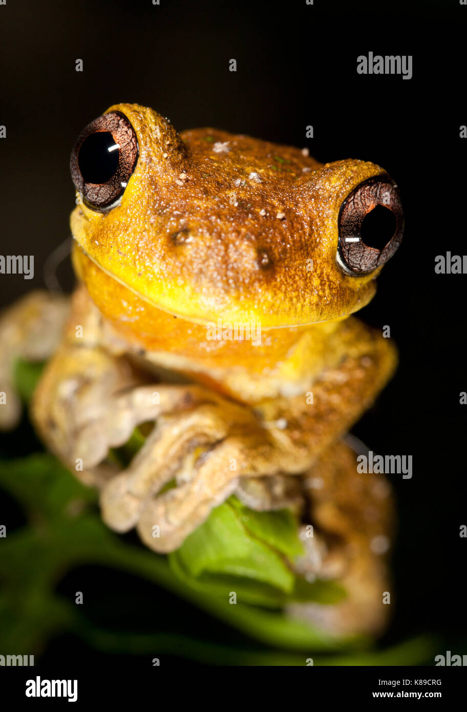 Frog front view hi-res stock photography and images - Alamy