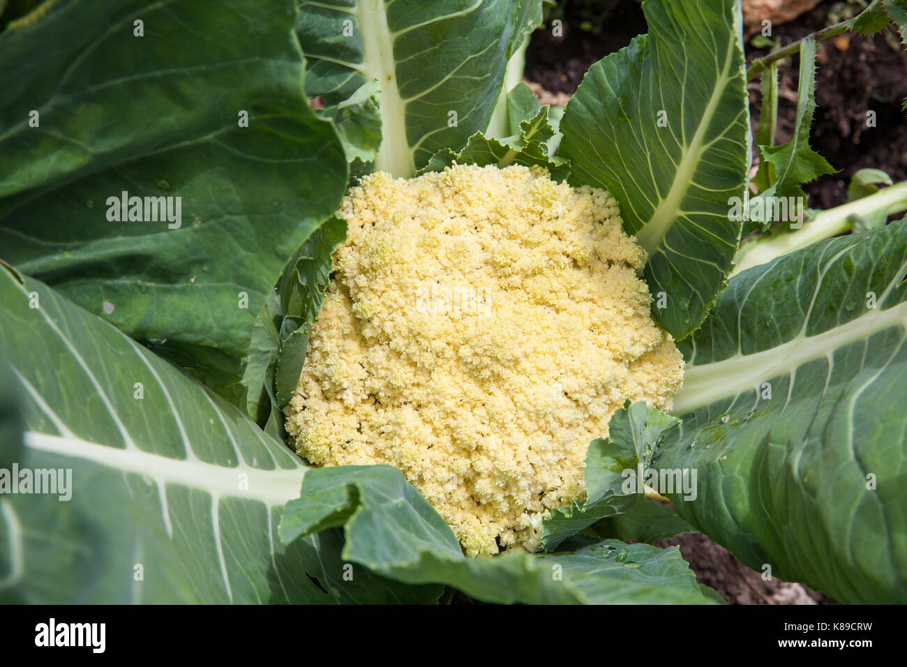 Cauliflower field hi-res stock photography and images - Alamy