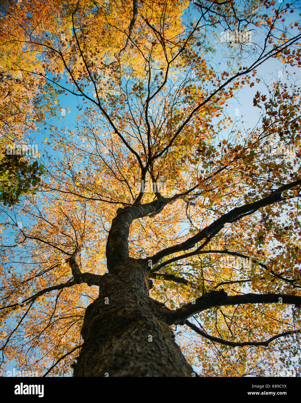 North carolina tree hi-res stock photography and images - Alamy