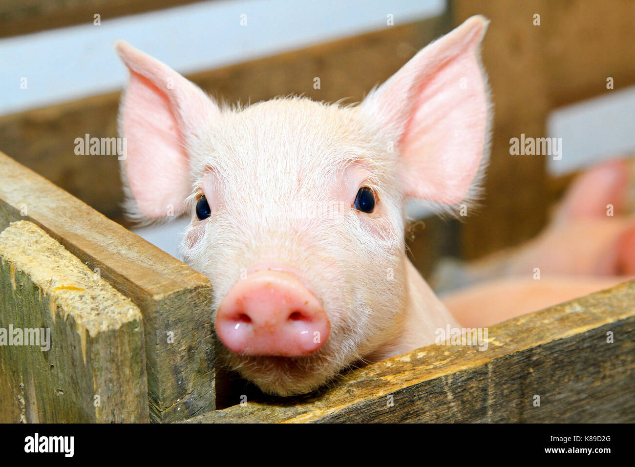 Piglet pen hi-res stock photography and images - Alamy