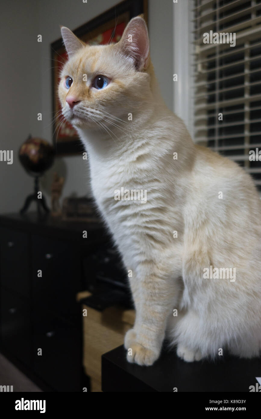 A white flamepoint Siamese cat in profile Stock Photo - Alamy