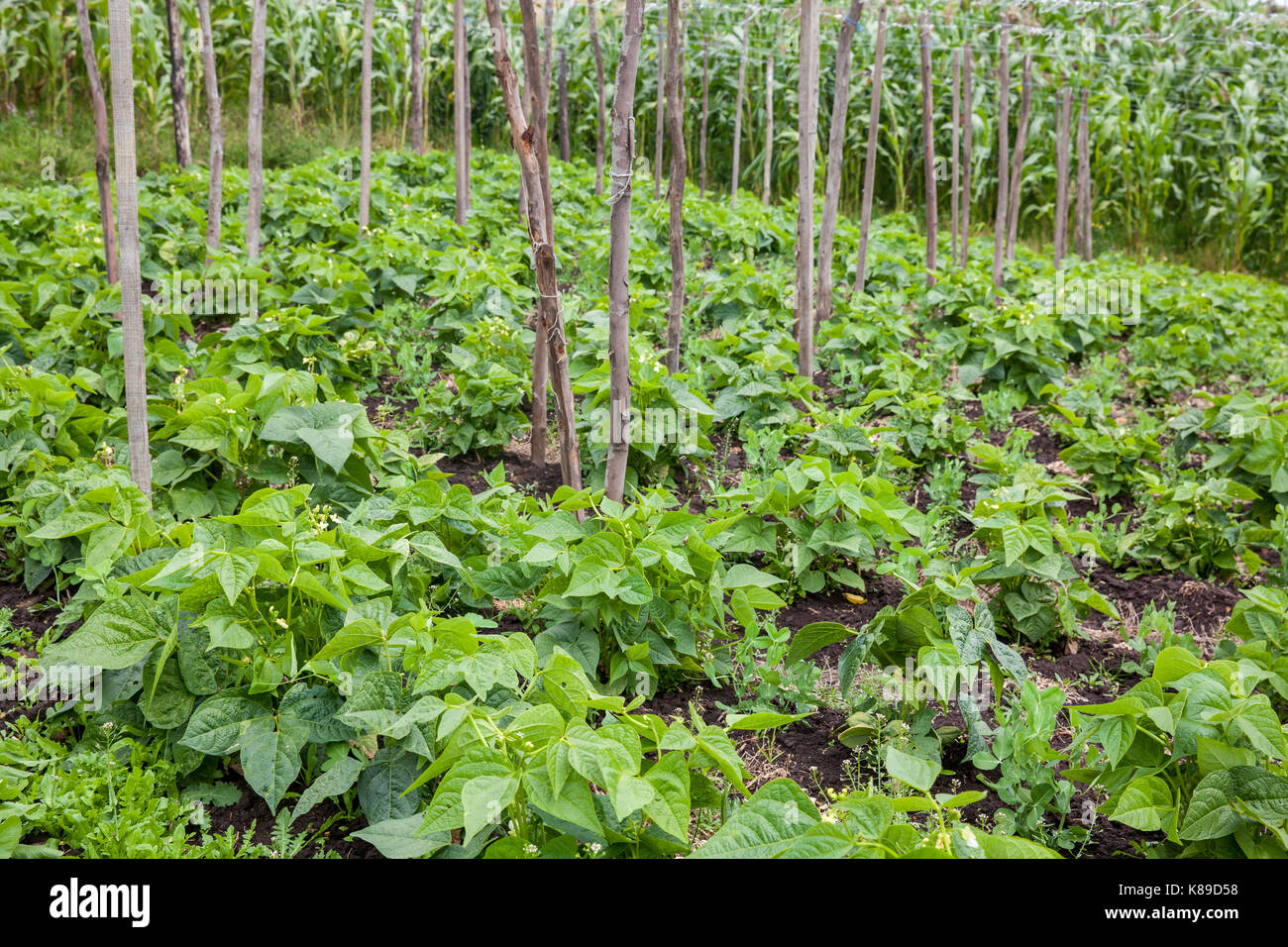 Common bean plant (Phaseolus vulgaris) at cultivation field Stock Photo ...