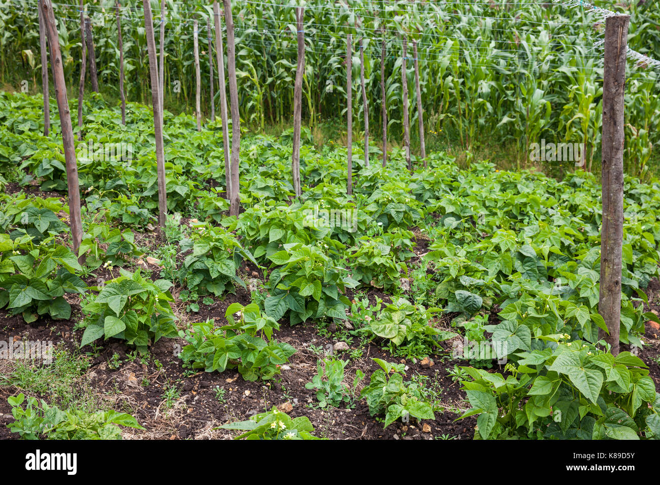 Common bean plant (Phaseolus vulgaris) at cultivation field Stock Photo ...