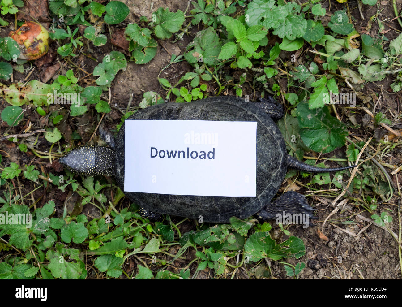 Download. A bad internet symbol. Low download speed. Slow internet ...