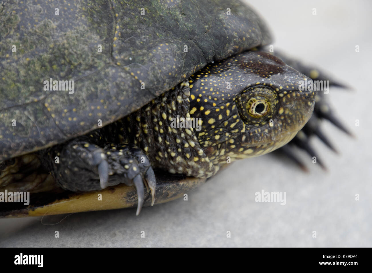 Ordinary river tortoise of temperate latitudes. The tortoise is an ...