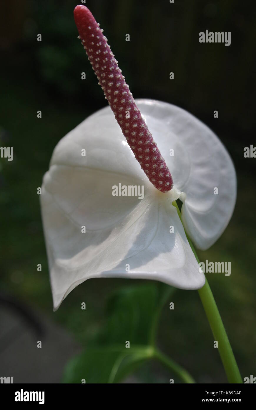 Painted tongue flower hi-res stock photography and images - Alamy